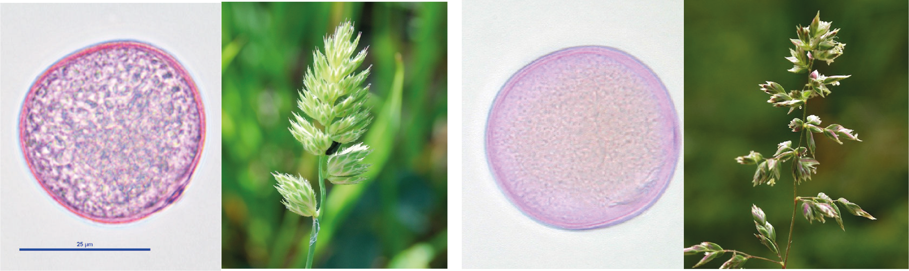 Plair SA | Real-Time Counting and Identification of Grass Pollen ...